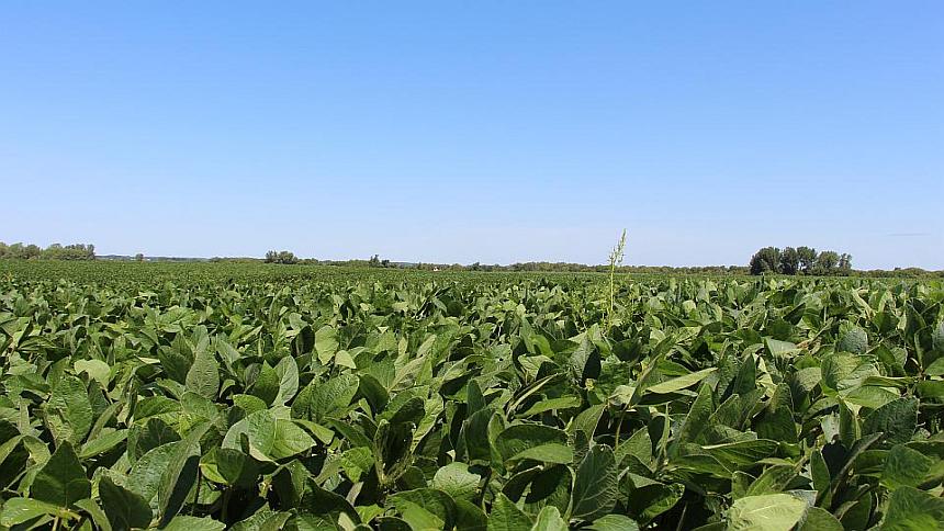 Farmers Edge Announces U.S. Expansion - Global Ag Tech Initiative